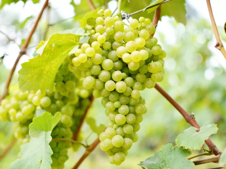 Uvas frescas: usos en belleza y hogar. - Mariettas