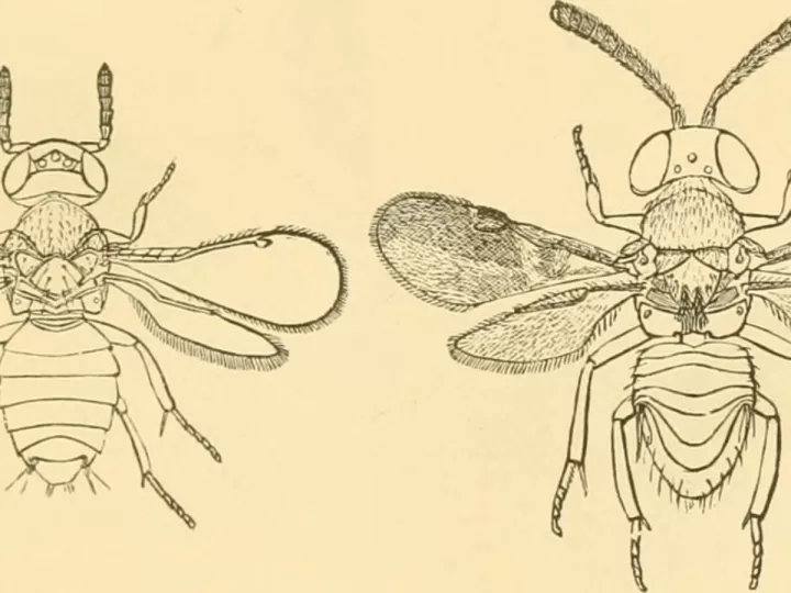 Información completa y detallada sobre la popular crema Sloan y su uso ...