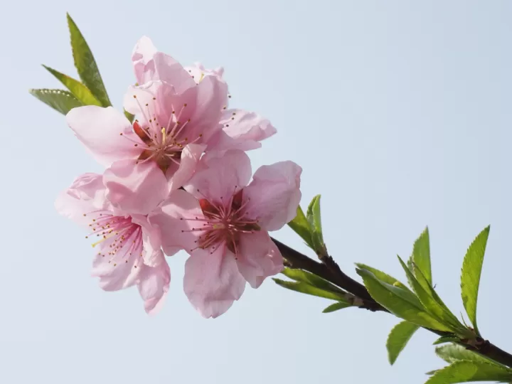 Descubre los maravillosos beneficios del palo de rosa y su aceite ...