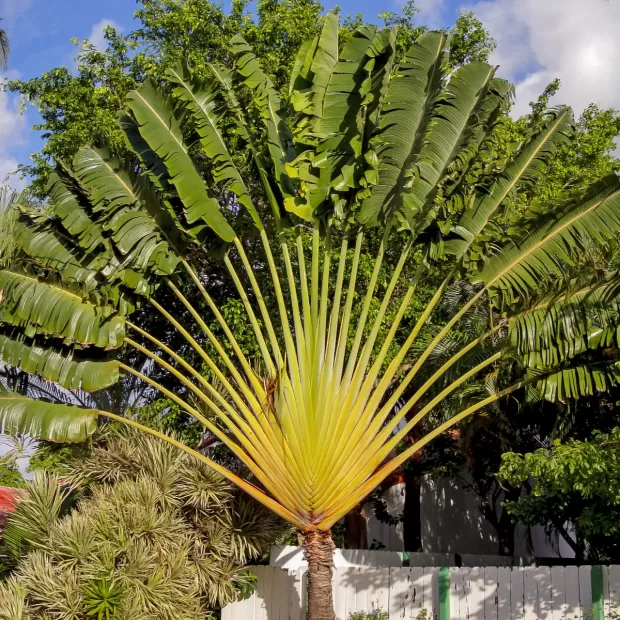20 populares palmeras y cómo cultivarlas en jardín o macetas - Mariettas